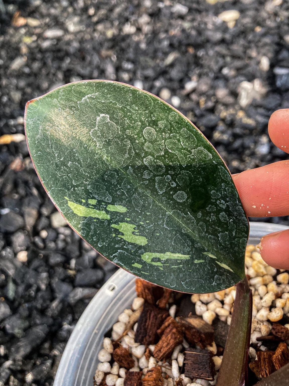 Actual Philodendron Red Congo Variegated RC1 For Sale - Shop Now!