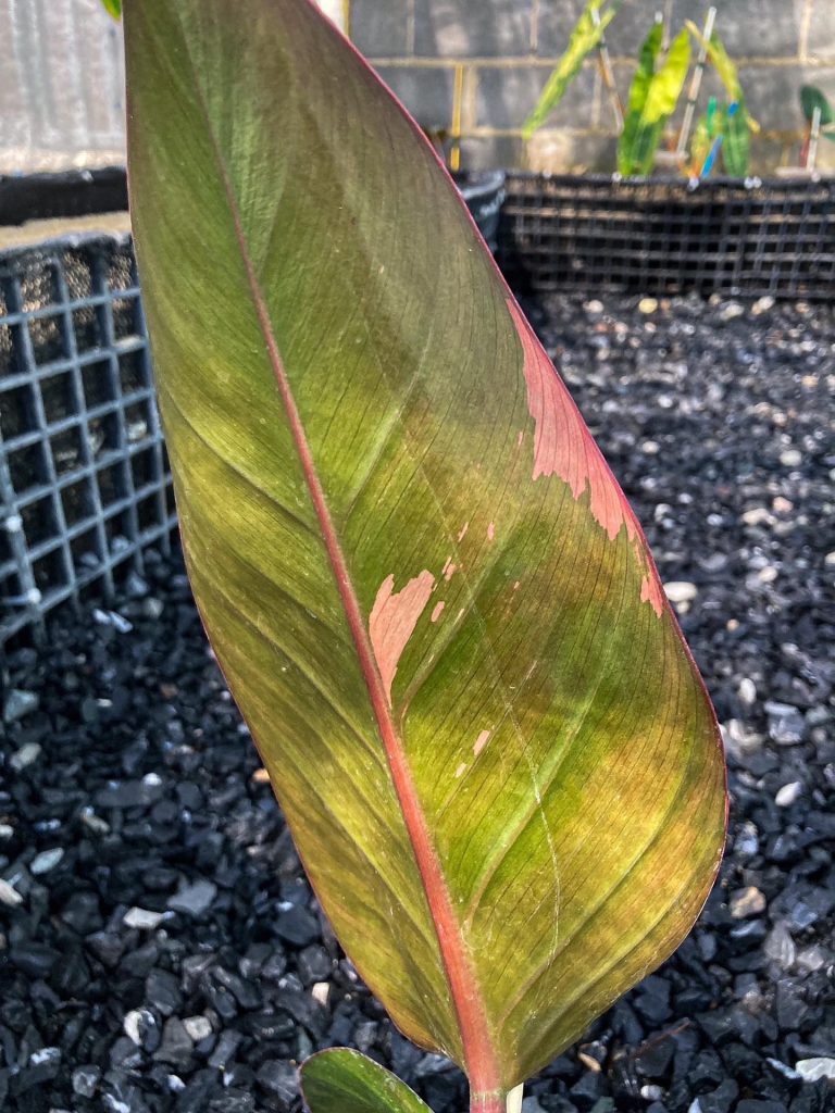 Actual Philodendron Red Congo Variegated RC1 For Sale - Shop Now!