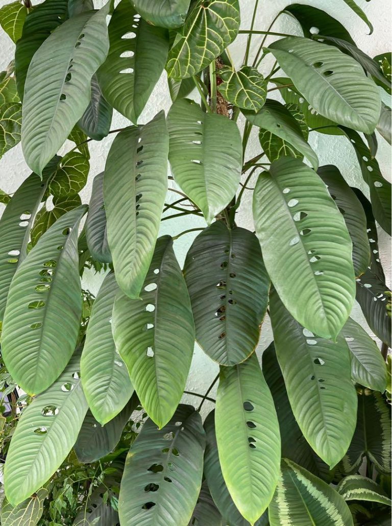 Unlock the Beauty of Rhaphidophora Foraminaifera in 5 Easy Steps!