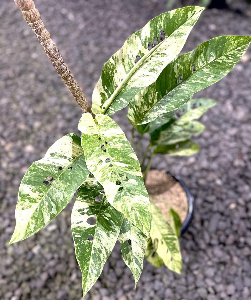 Variegate Your Plants: Master Guide to Stunning Foliage!