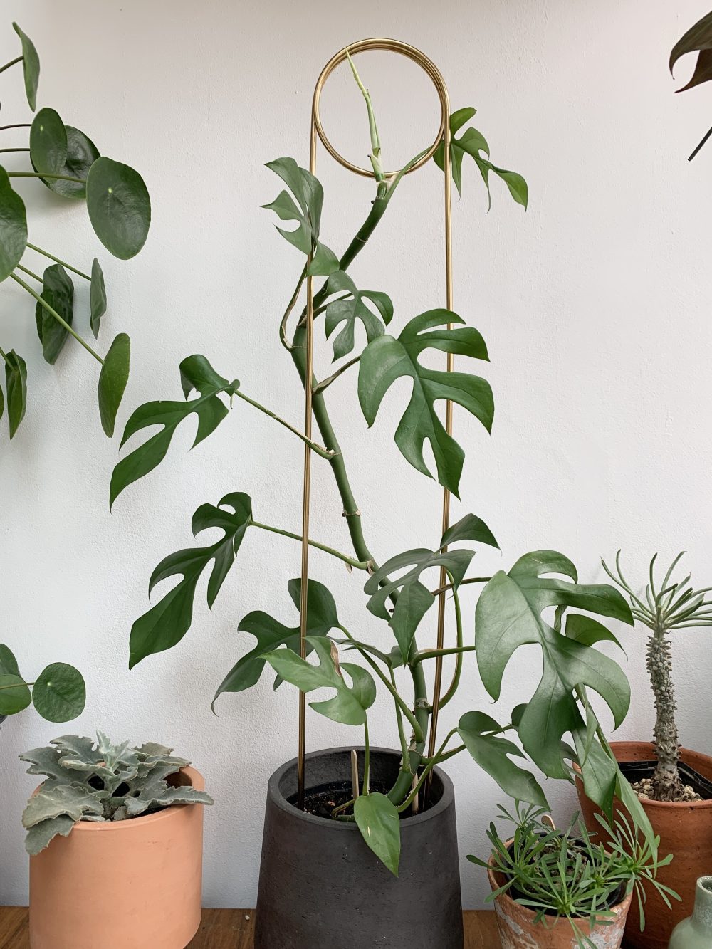 How to Grow And Care Rhaphidophora Tetrasperma in 5 Easy Steps