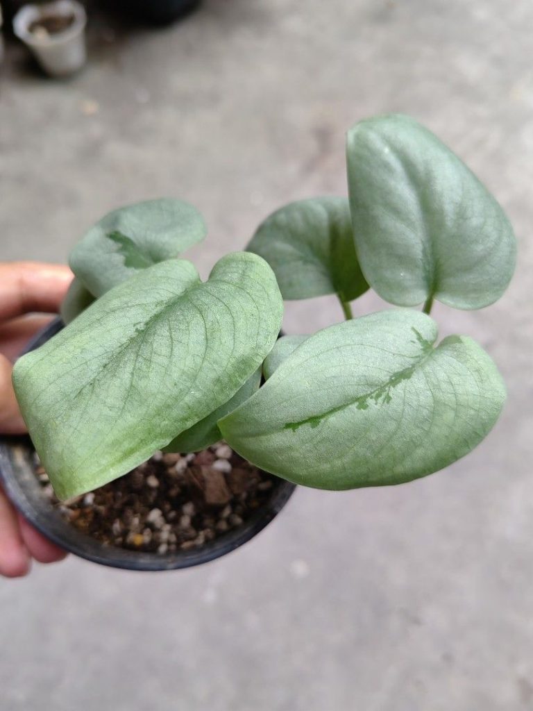 5 Fascinating Facts About Scindapsus Platinum Lava