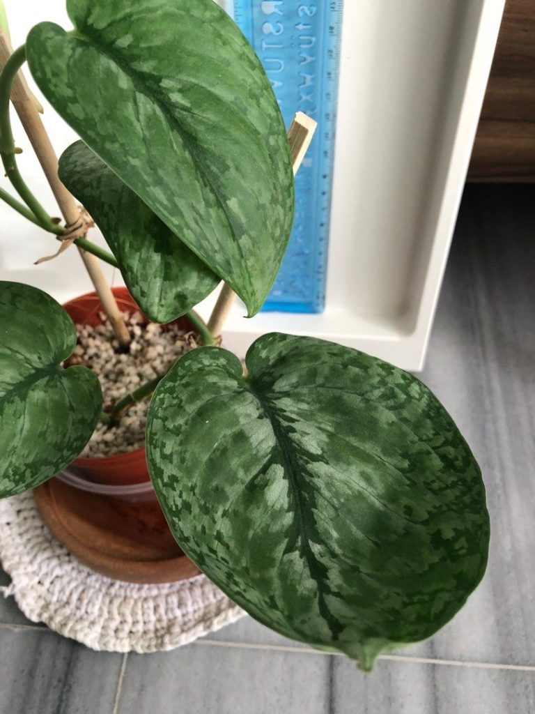 5 Secrets to Thriving Scindapsus Silver Blue Splash Plants!