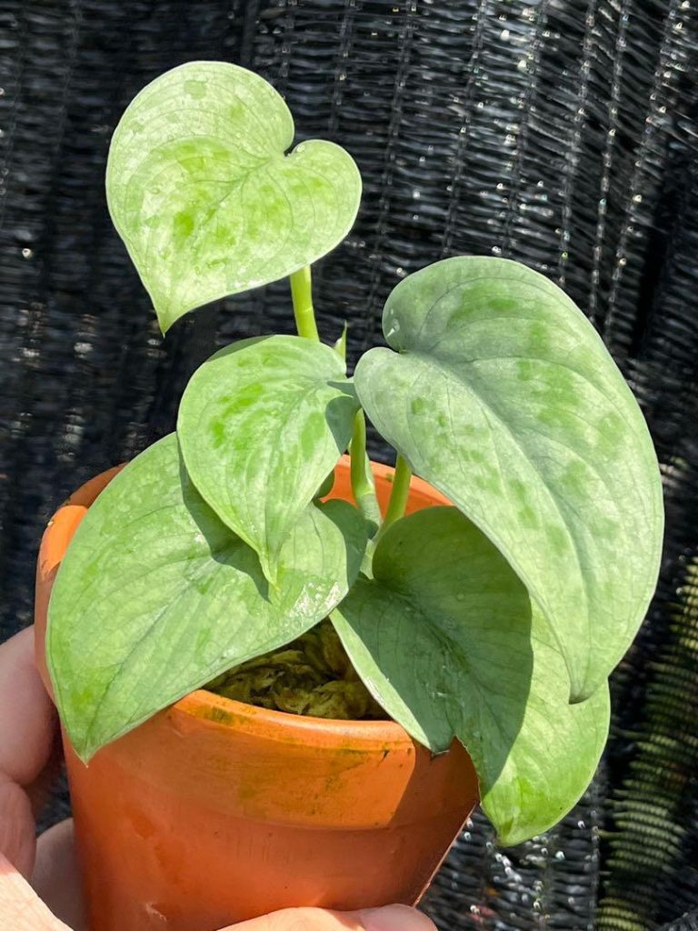 Care for Scindapsus Silver Tattoo at home in 5 simple steps