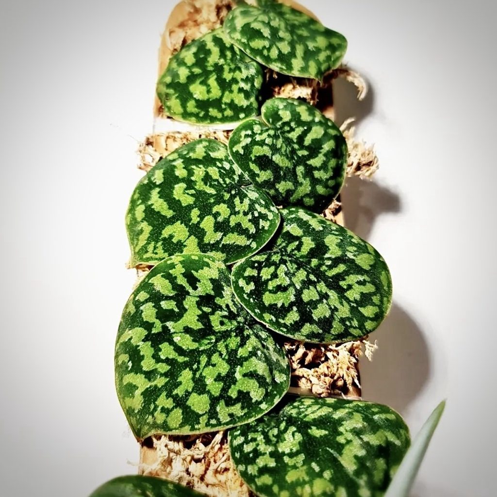 Unlock the Beauty of Scindapsus Snake Scale in 5 Easy Steps!