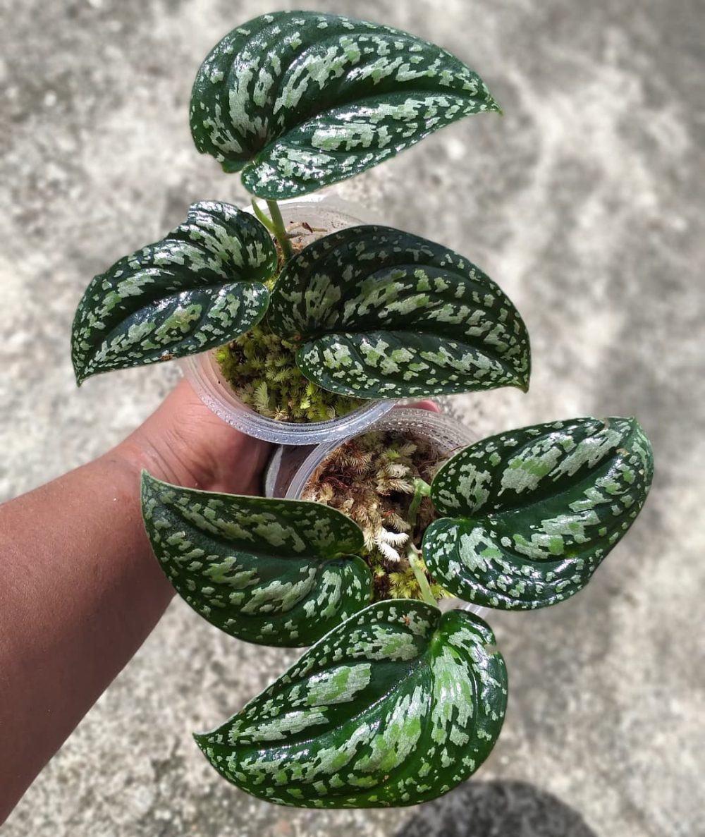 Care for Scindapsus TriColor at home in 5 simple steps