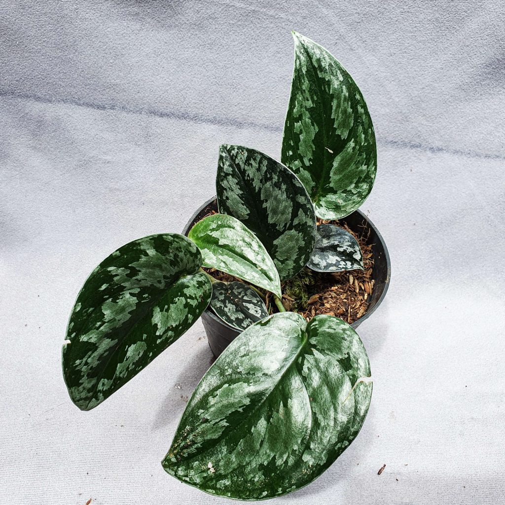 Care for Scindapsus TriColor at home in 5 simple steps