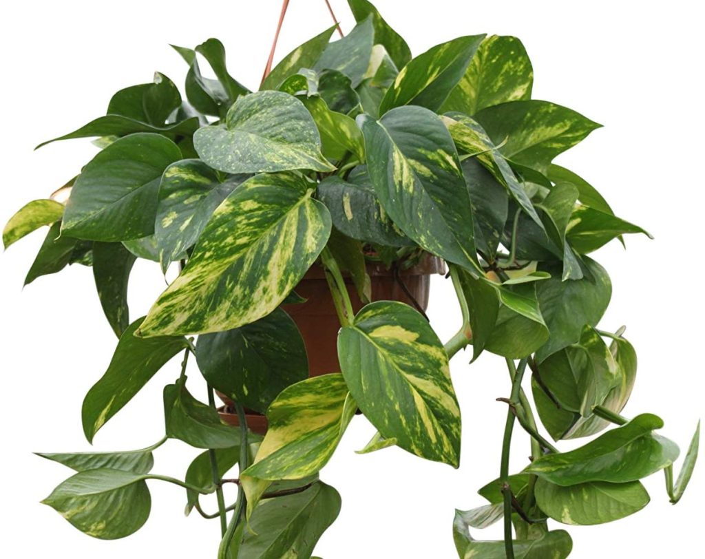 Unveil the 5 Secrets of Scindapsus: A Botanical Marvel