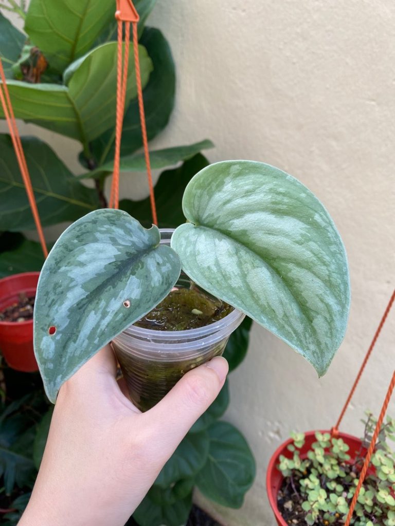 Unlock the Beauty of Scindapsus sp. curlew in 5 Easy Steps!