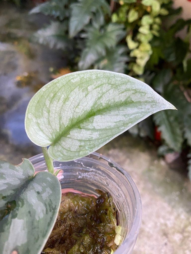 Unlock the Beauty of Scindapsus sp. curlew in 5 Easy Steps!