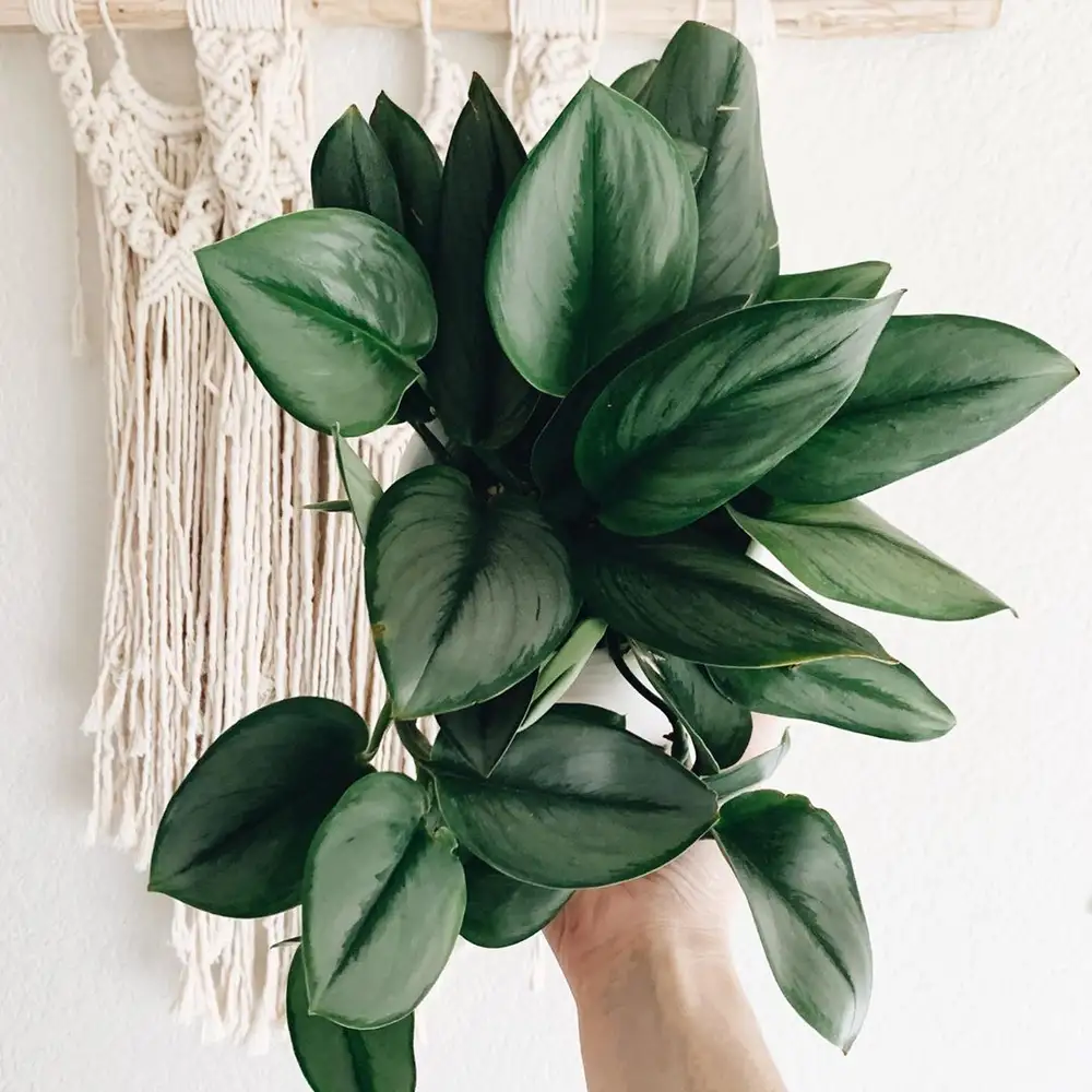 Care for Scindapsus Treubii Moonlight at home in 5 simple steps