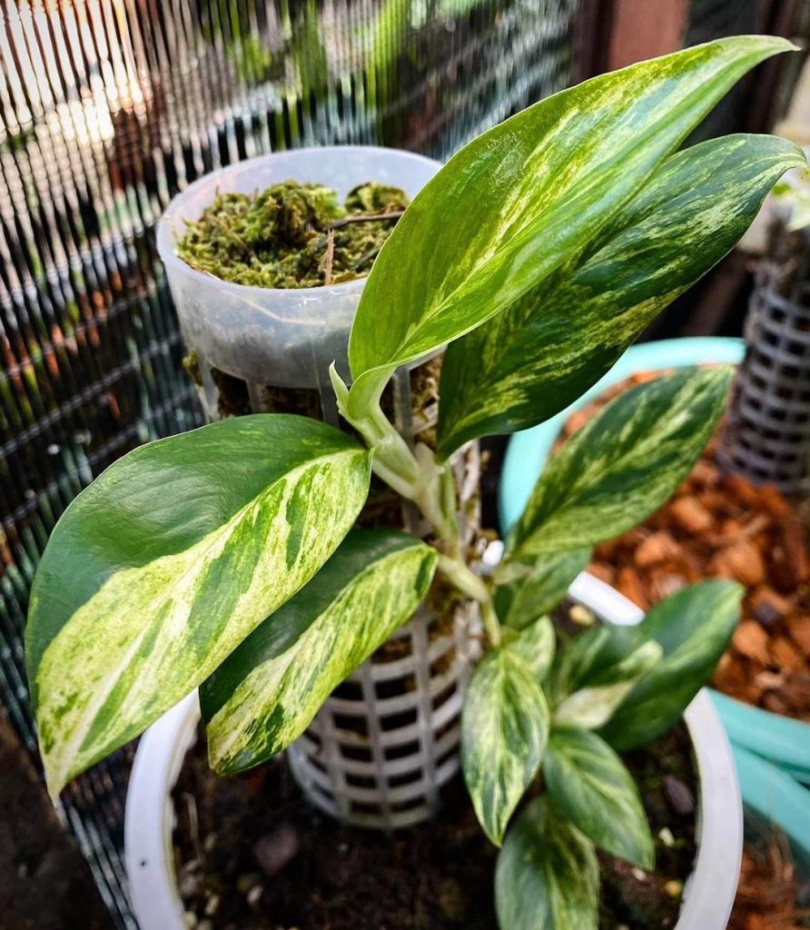 How to Grow And Care Rhaphidophora Elliptica Variegated in 5 Easy Steps