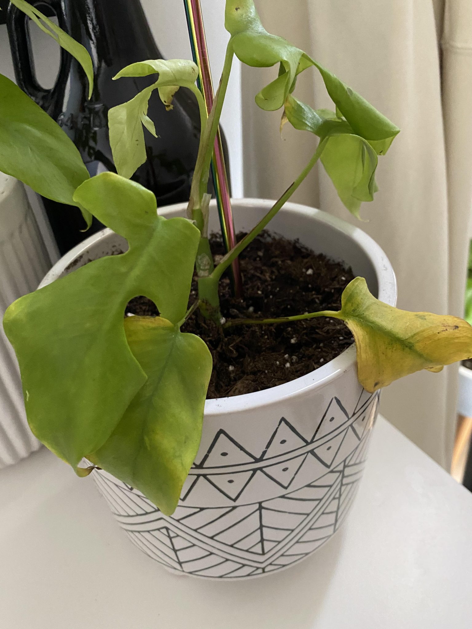 5 Common Reasons Why Your Rhaphidophora Leaves Are Turning Yellow