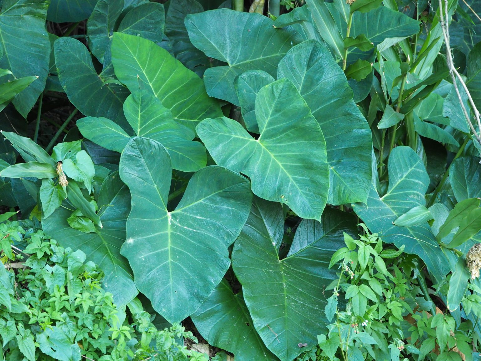 Unlock Araceae's Secret Health Benefits Today!