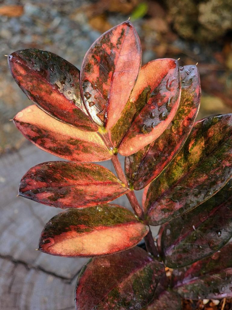 ZZ Raven Black Pink Orange Variegated from Thailand Preferential Price