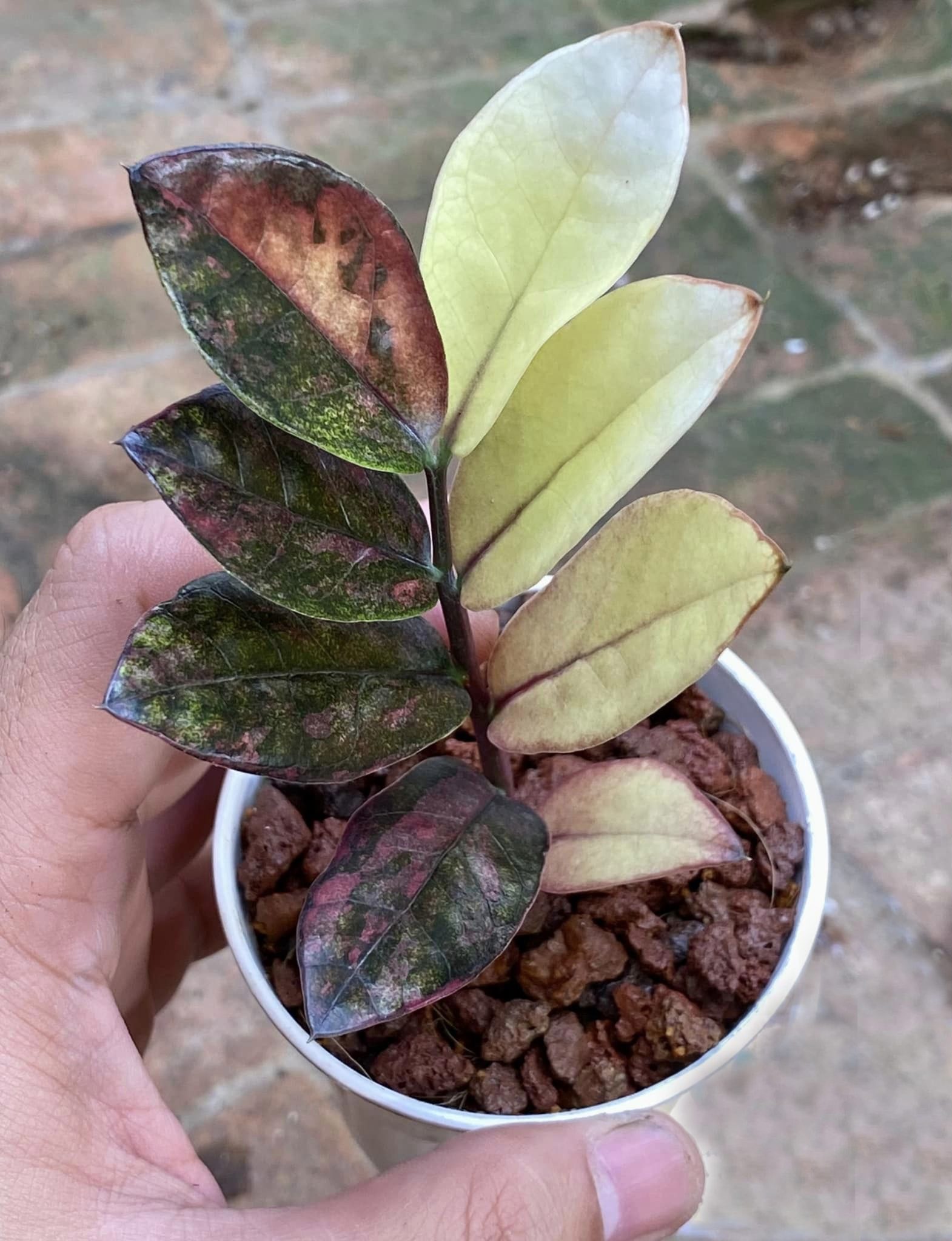 ZZ Raven Black Pink Orange Variegated from Thailand Preferential Price