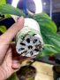 ZZ Raven Black Pink Orange Variegated from Thailand Preferential Price
