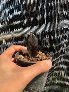 ZZ Raven Black Pink Orange Variegated from Thailand Preferential Price