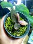 ZZ Raven Black Pink Orange Variegated from Thailand Preferential Price