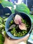 ZZ Raven Black Pink Orange Variegated from Thailand Preferential Price