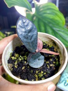 ZZ Raven Black Pink Orange Variegated from Thailand Preferential Price