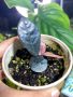 ZZ Raven Black Pink Orange Variegated from Thailand Preferential Price