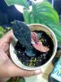 ZZ Raven Black Pink Orange Variegated from Thailand Preferential Price