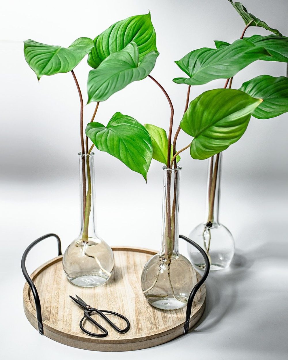 Homalomena Breeding Technique in 5 Simple Steps