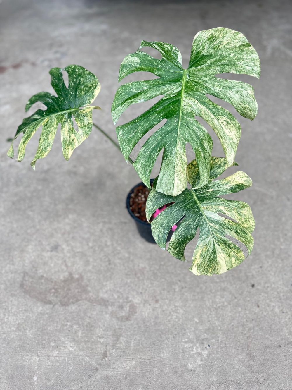 How to Grow Monstera Thai Constellation in 5 Easy Steps