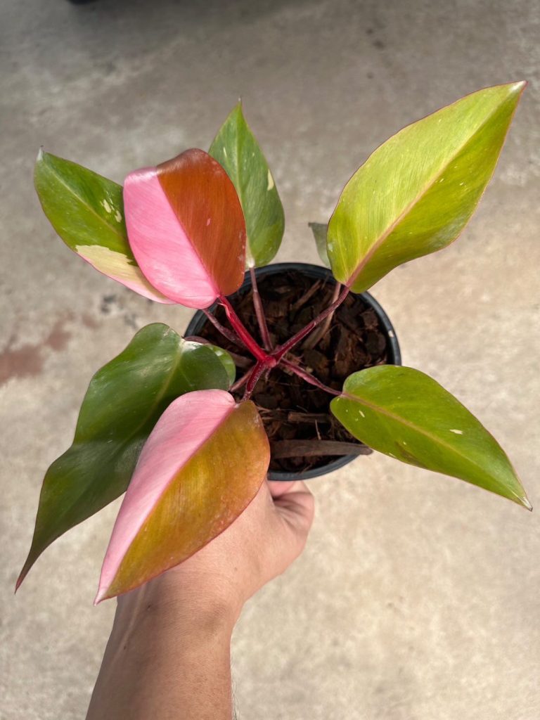 Philodendron Persimmon Princess 6" Pot | Rare Philodendron | Greenboog