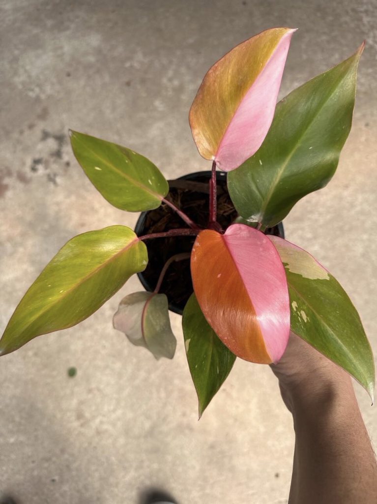 Philodendron Persimmon Princess 6" Pot | Rare Philodendron | Greenboog