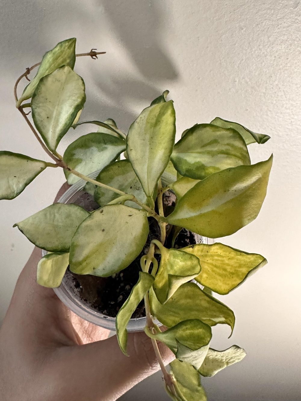Save A Dying Hoya Plant in 6 Simple Steps