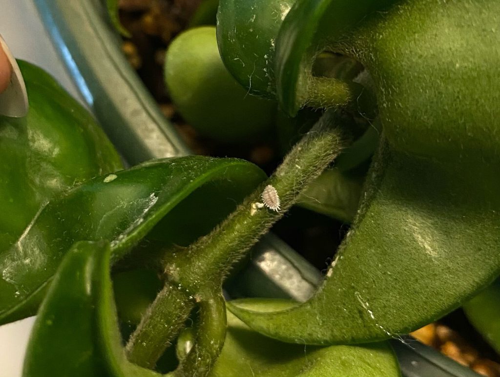 Save A Dying Hoya Plant in 6 Simple Steps