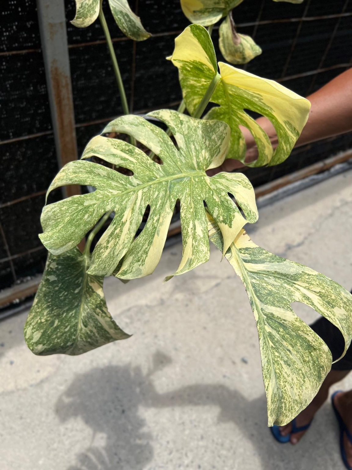 Monstera Thai Constellation Legacy 5" Pot | Rare Variegated Monstera