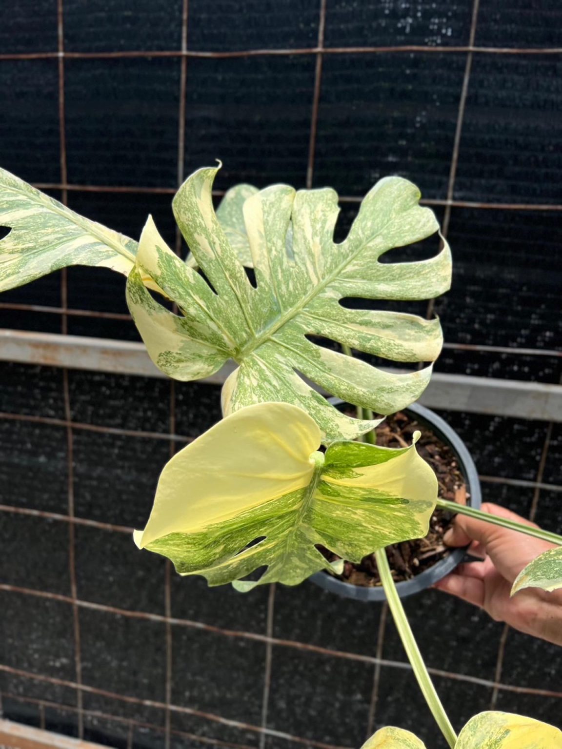 Monstera Thai Constellation Legacy 5" Pot | Rare Variegated Monstera