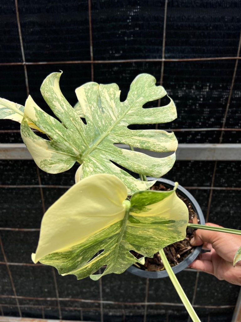 Monstera Thai Constellation Legacy 5" Pot | Rare Variegated Monstera