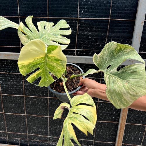 Comparing Swiss Cheese Plant and Monstera: Understanding the Differences