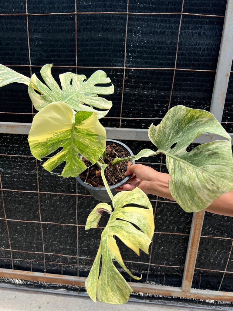 Monstera Thai Constellation Legacy 5" Pot | Rare Variegated Monstera