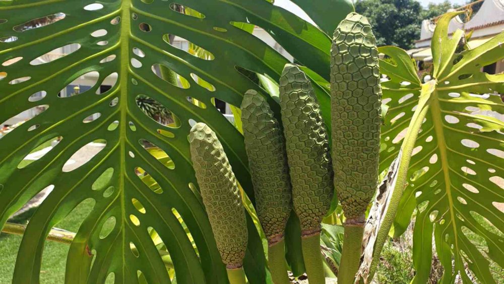 What Does Monstera Deliciosa Fruit Taste Like?