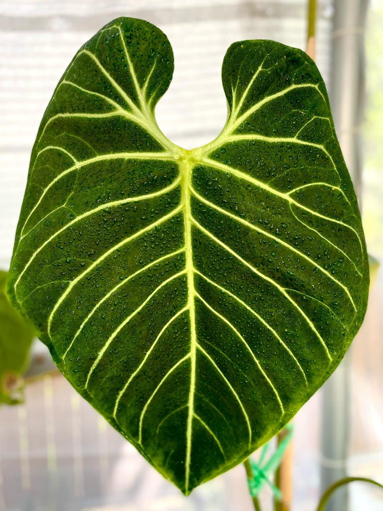 Tissue Culture Anthurium Regale | Rare Aroid | Greenboog