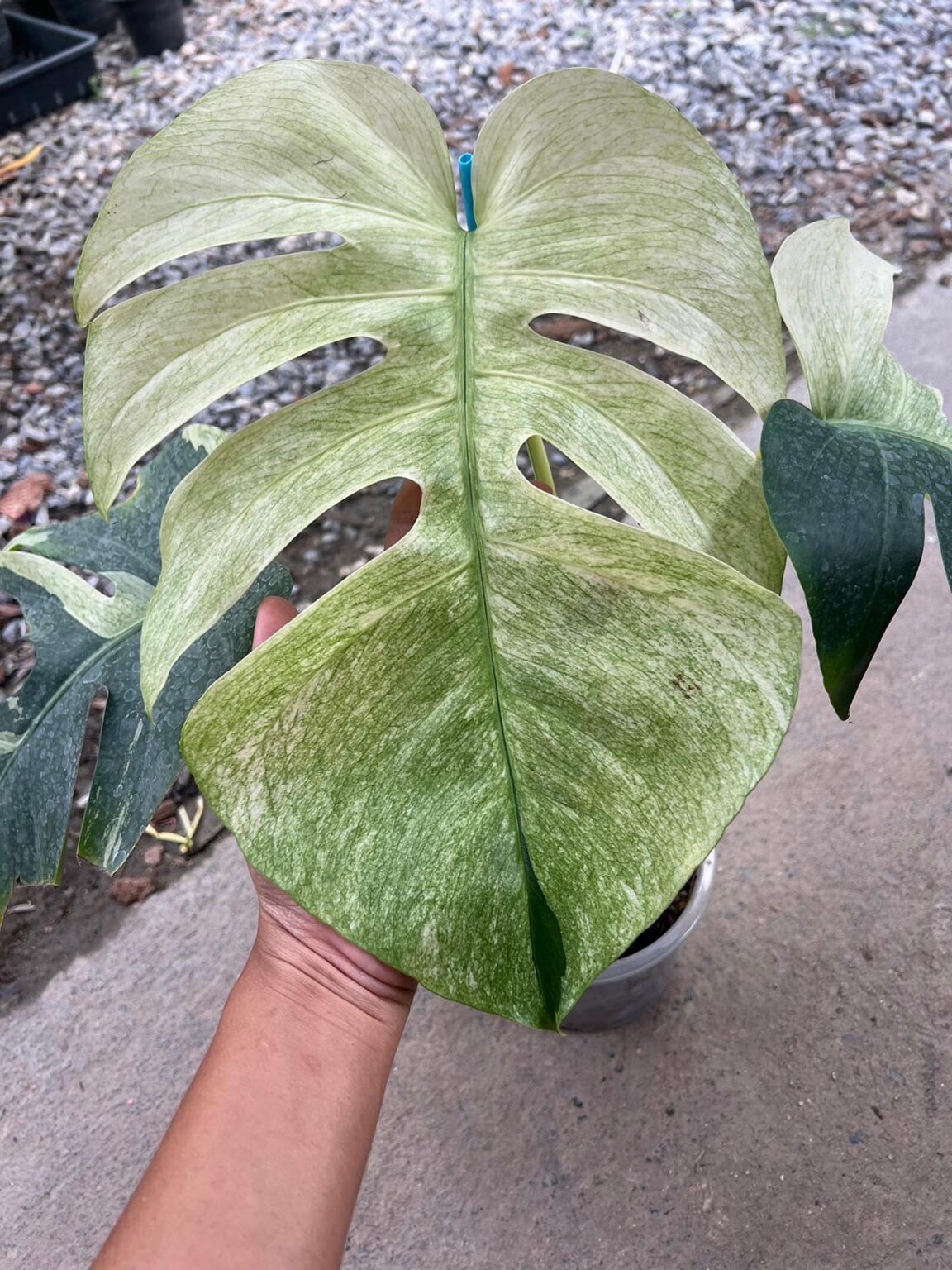 Monstera Mint Variegata | Rare Variegated Monstera | Greenboog