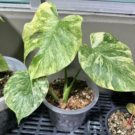 5 Stunning Facts About Monstera Esqueleto: Transform Your Home Today!