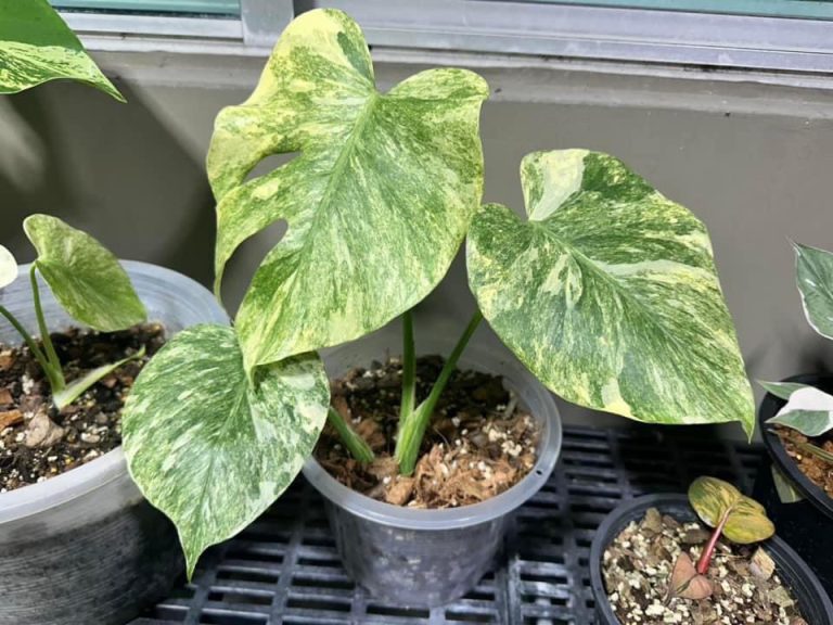Rare Monstera Thai Constellation Green Snow from Thailand 8" Pot