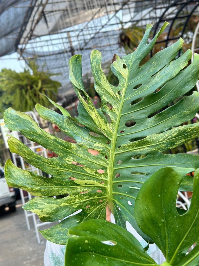 Rare Monstera Deliciosa Mint Variegated Limited from Thailand on Sale
