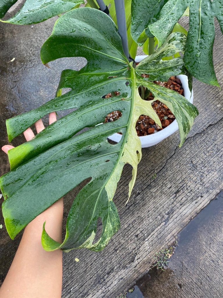 Rare Monstera Deliciosa Mint Variegated Limited from Thailand on Sale