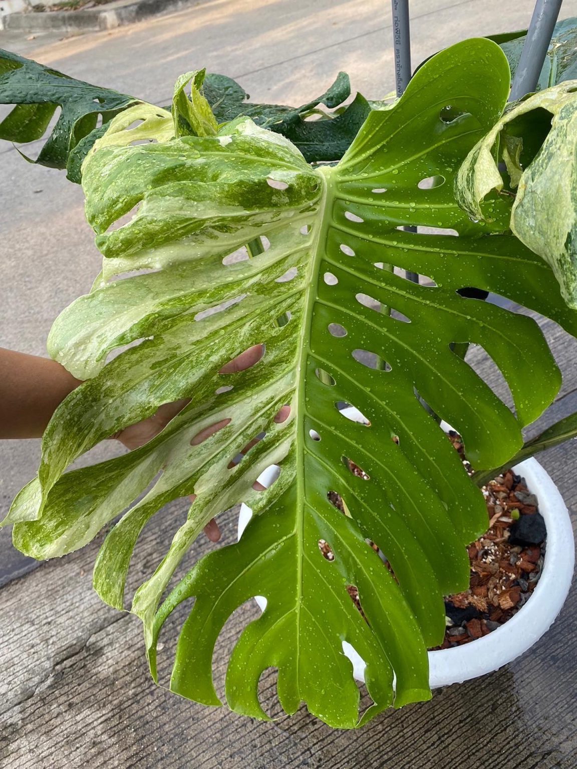 Rare Monstera Deliciosa Mint Variegated Limited from Thailand on Sale