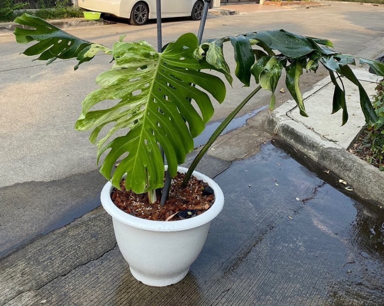 Rare Monstera Deliciosa Mint Variegated Limited from Thailand on Sale