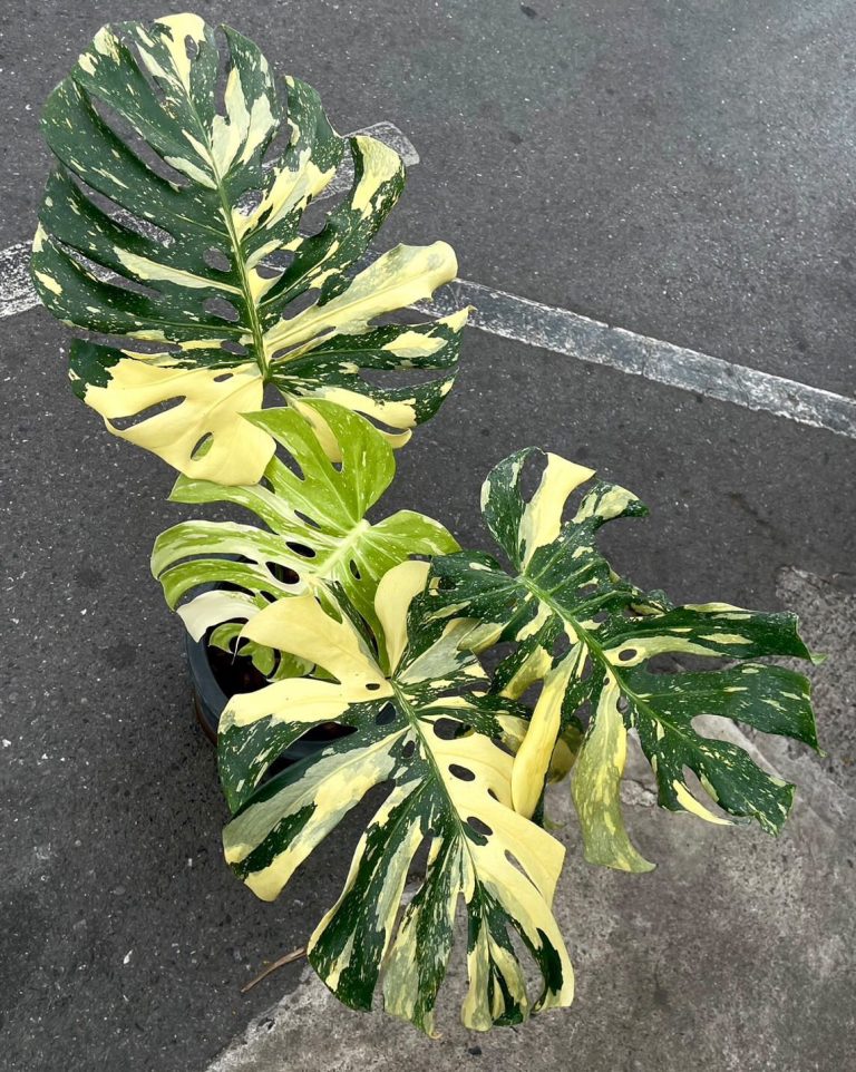 Monstera Thai Constellation Creme Brulee 8" Pot | Rare Monstera
