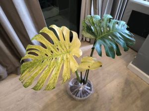 Exotic Monstera 'White Tears': Limited Thai Mint Variety - 15% Off!