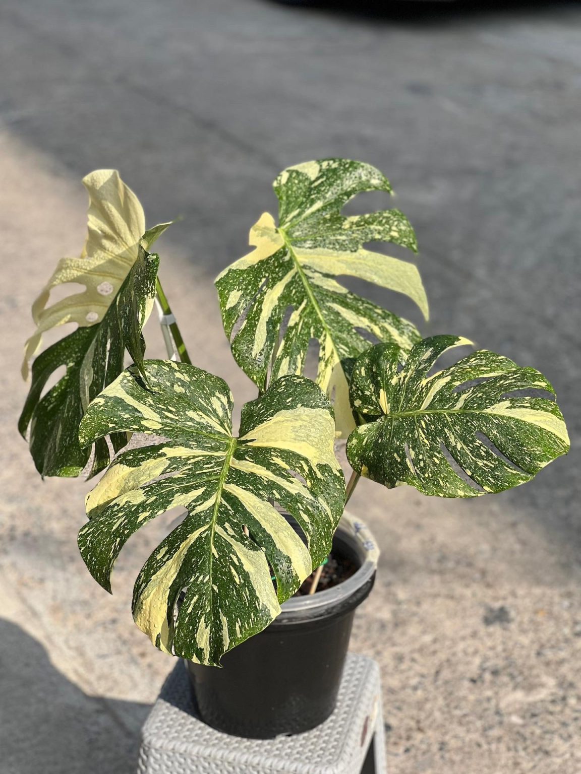 Monstera Thai Constellation Creme Brulee 8" Pot | Rare Monstera
